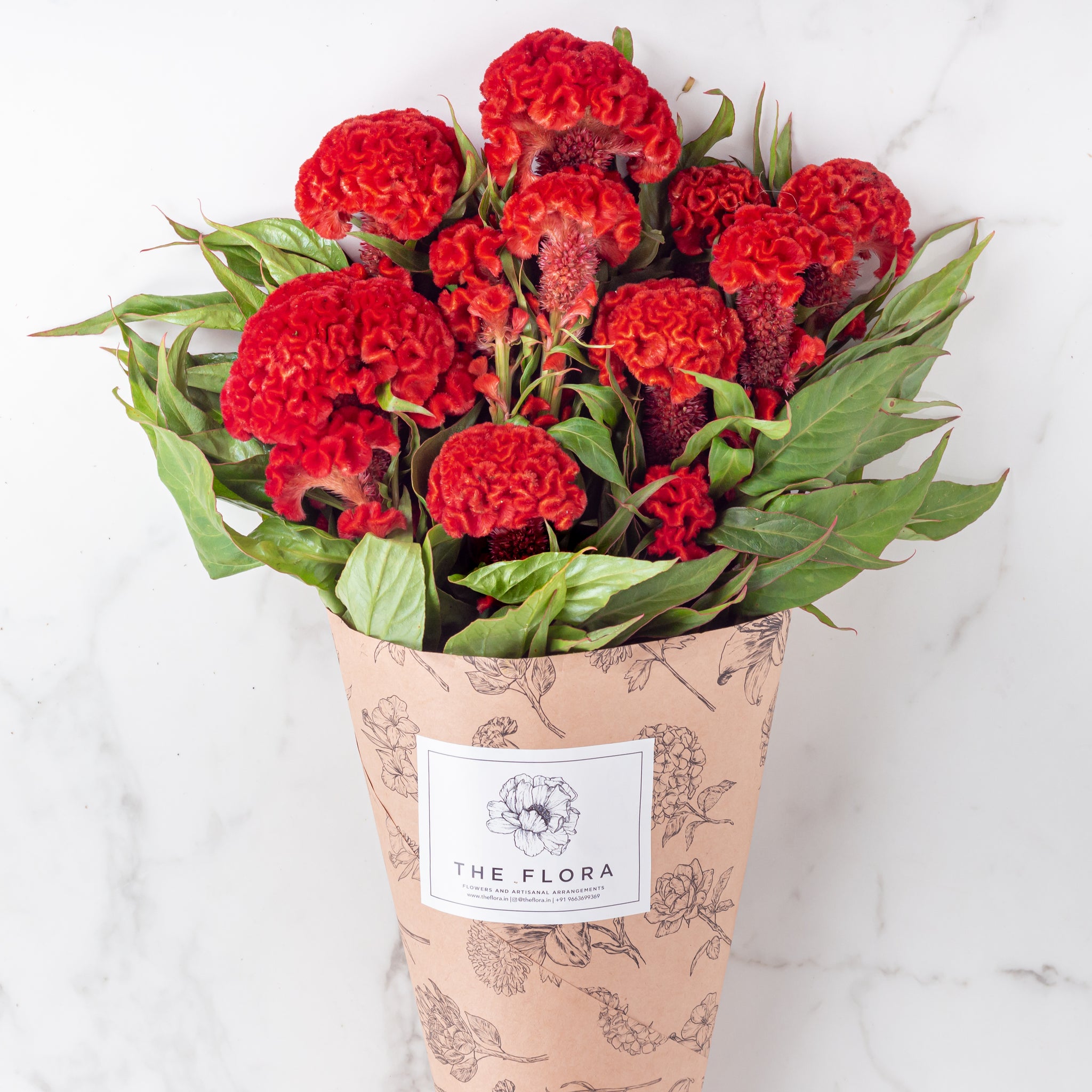 Order Celosia Online in Bangalore - The Flora